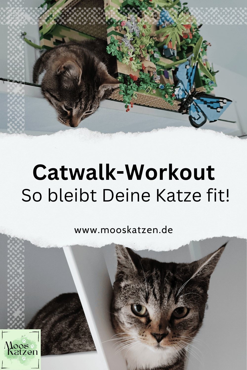 Mehr als nur ein Kratzbaum: Der Catwalk als Katzen-Workout
