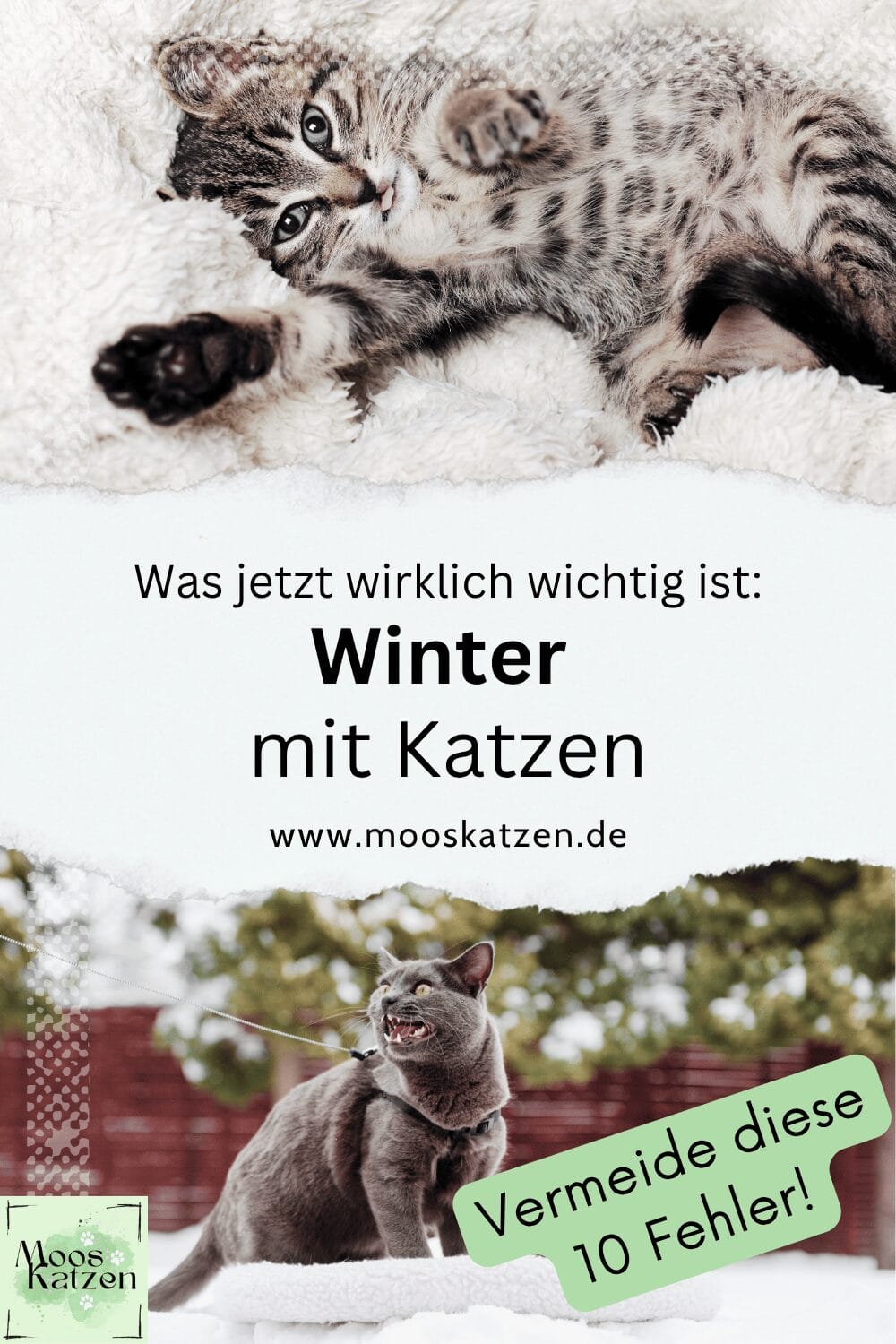 10 Dinge Die Katzen Nicht Mgen